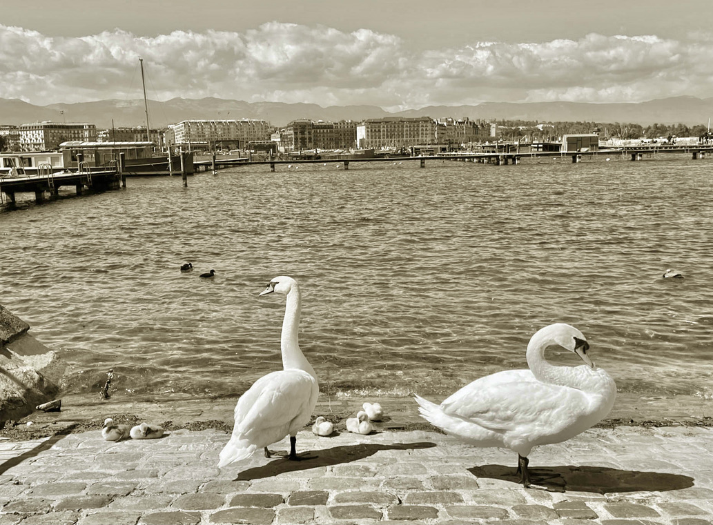 A Family of Swans, Geneva, 2023 – – George Romanation